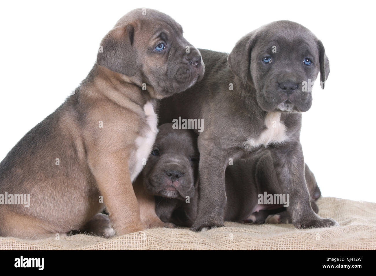 italian mastiff cane corso Stock Photo - Alamy