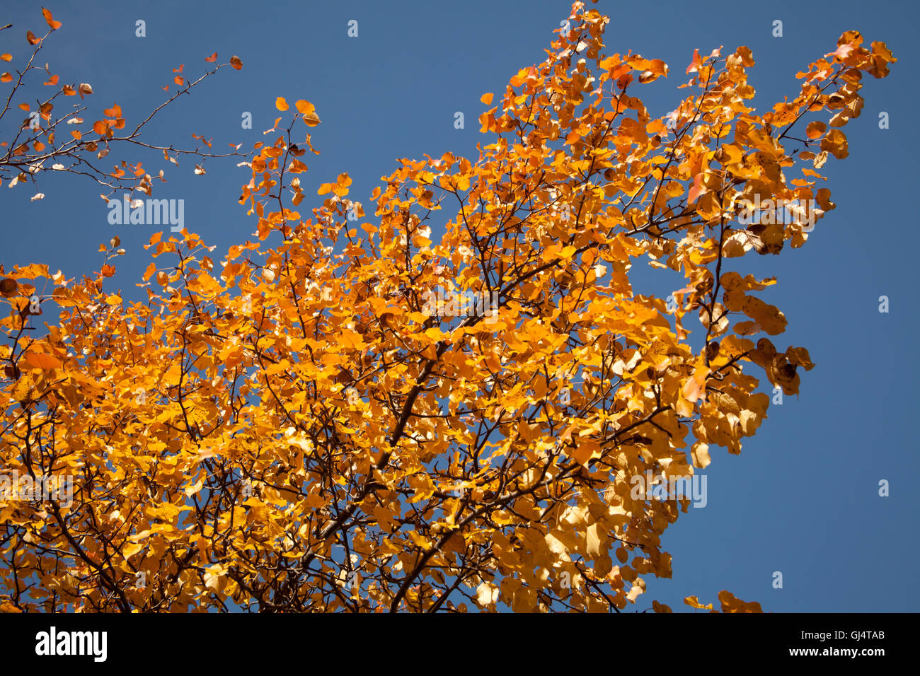 Color burst of autumn foliage Stock Photo - Alamy
