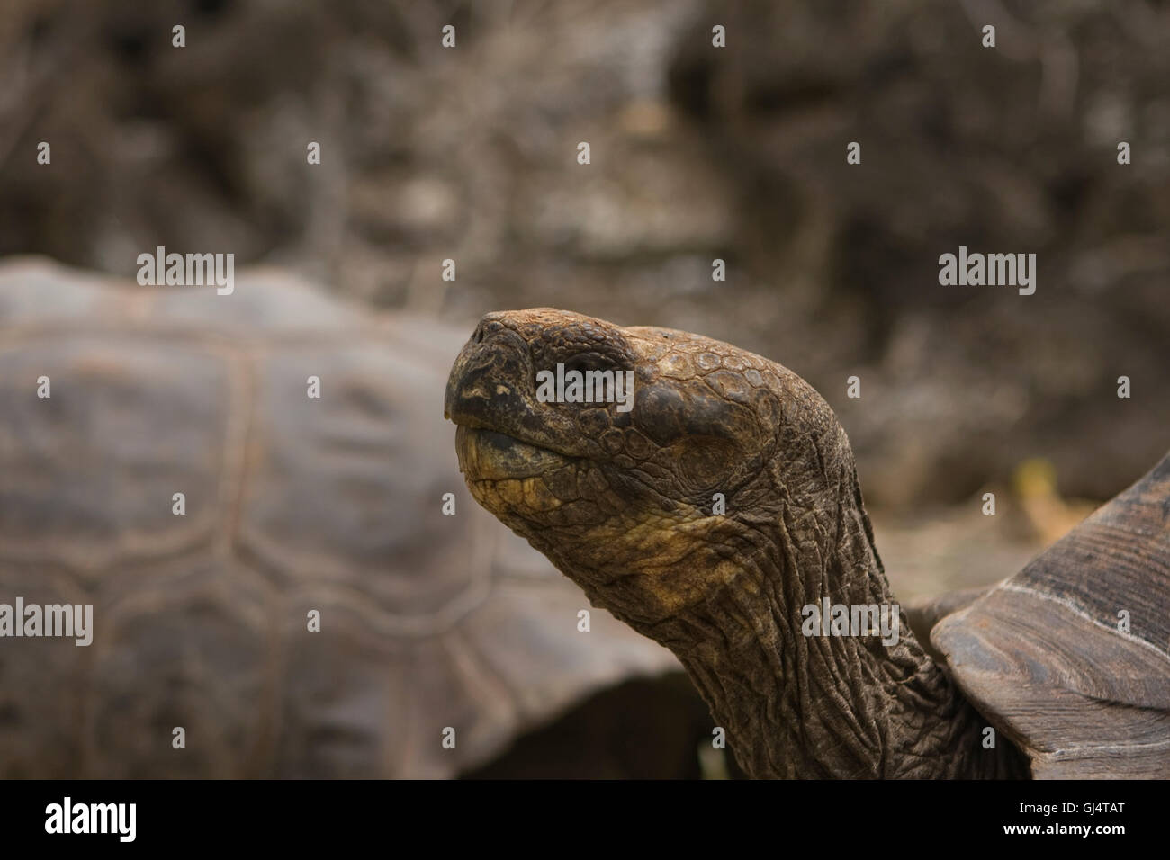 Giant Galapagos Tortoise Stock Photo - Alamy