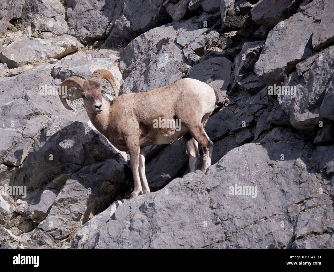 Sheep horns hi-res stock photography and images - Alamy