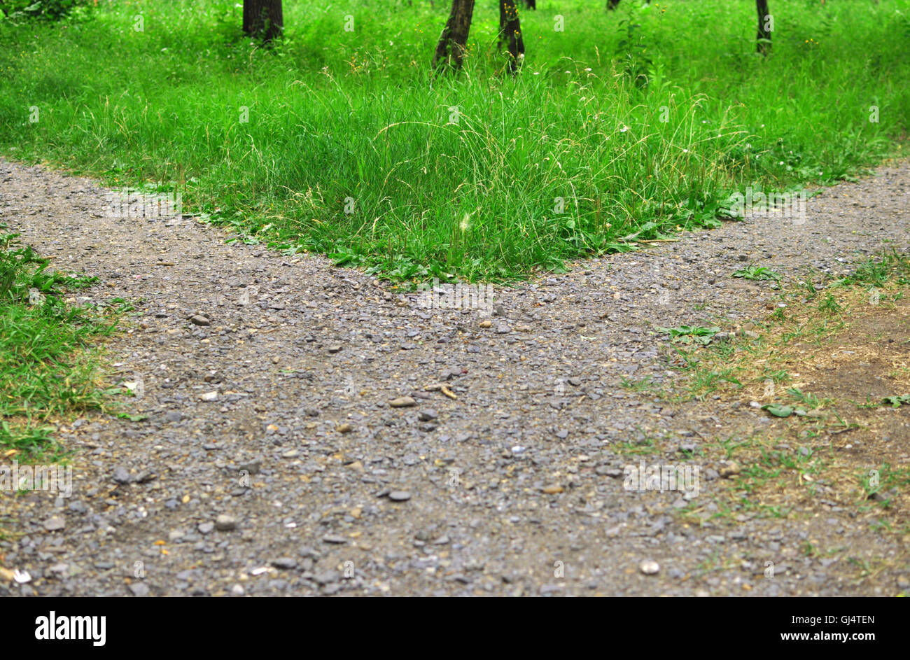 Forked tree branch hi-res stock photography and images - Alamy