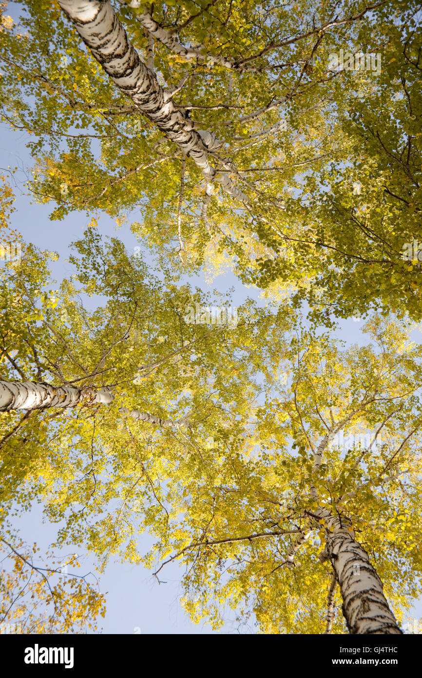Tops of autumn birch Stock Photo - Alamy