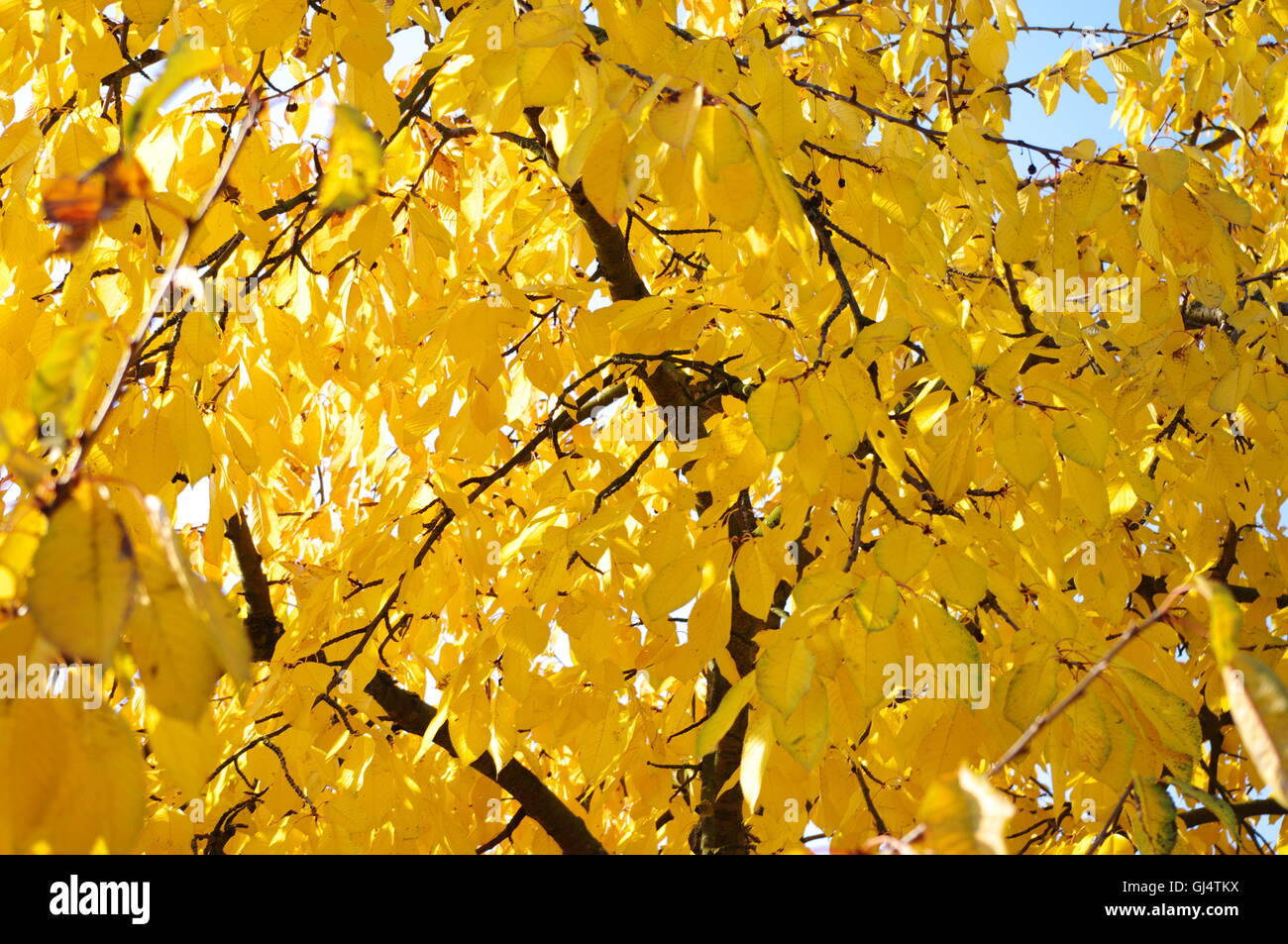 Yellow autumn leaves Stock Photo - Alamy