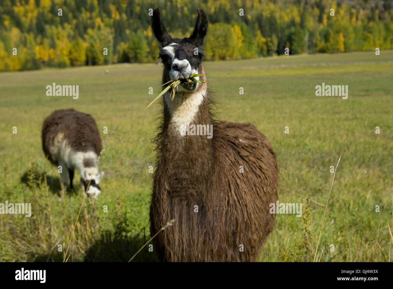 Two Llamas in a field Stock Photo - Alamy