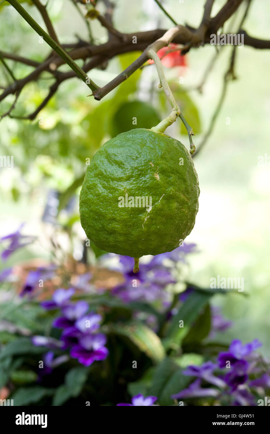 Medicinal citron hi-res stock photography and images - Alamy