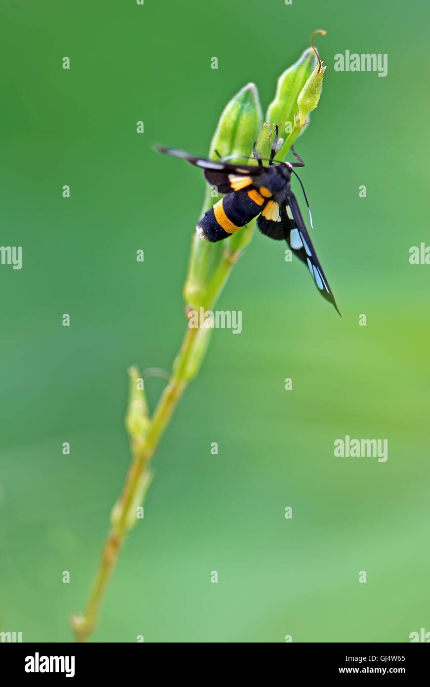 Bug deer hi-res stock photography and images - Alamy