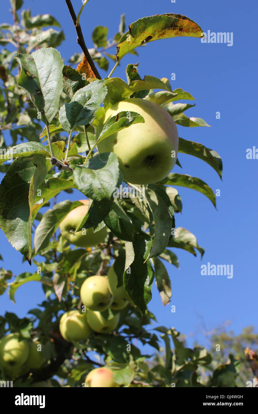 Apple on a tree Stock Photo - Alamy