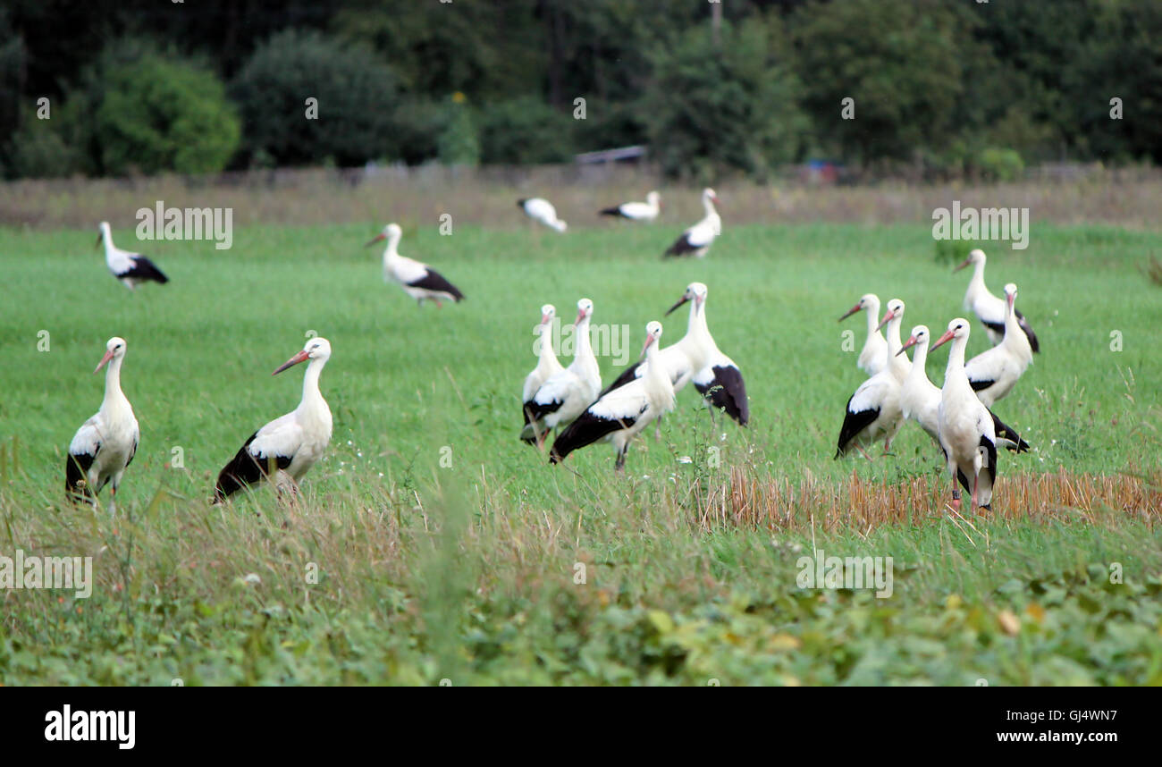 Migrating storks standing in a field Stock Photo - Alamy