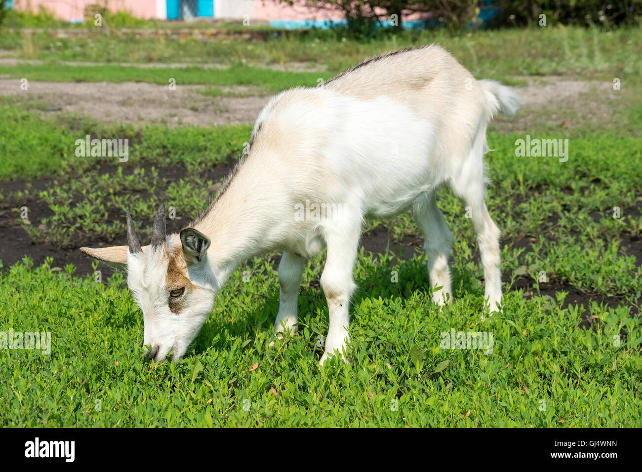 the photograph depicted a goat sitting on the grass Stock Photo - Alamy