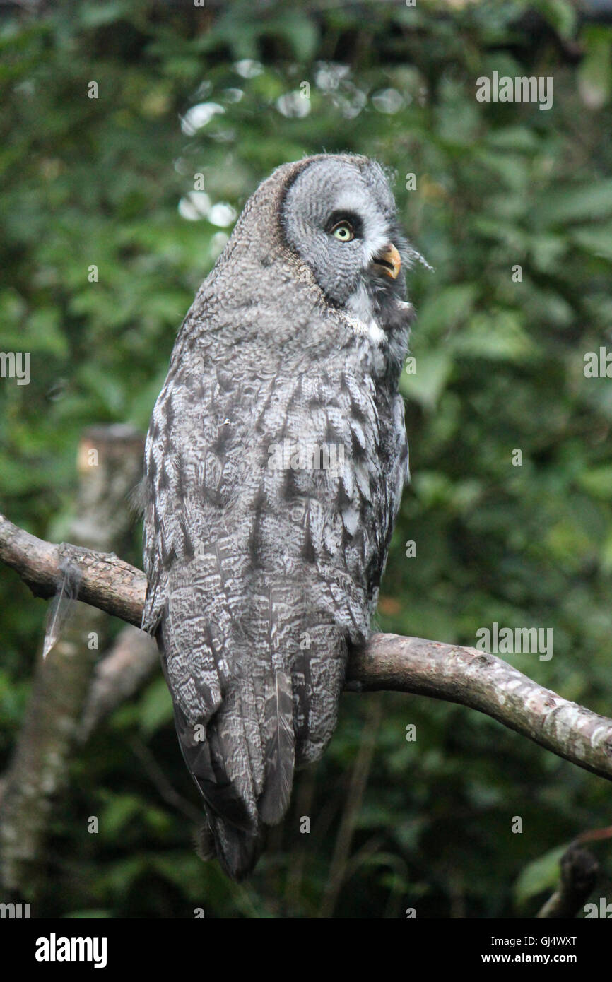 Lap owl on a branch Stock Photo - Alamy