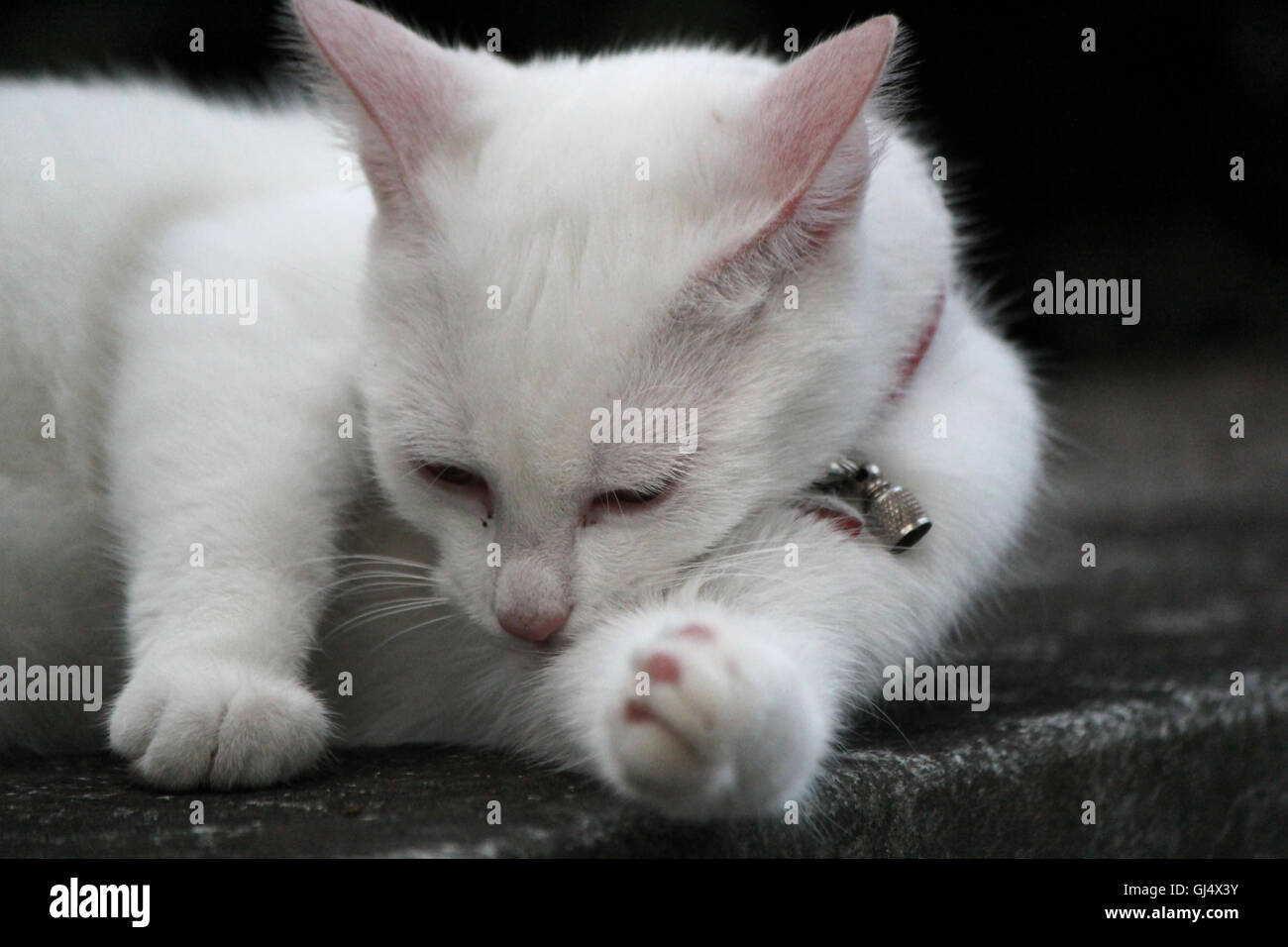 White kitten cleaning Stock Photo - Alamy