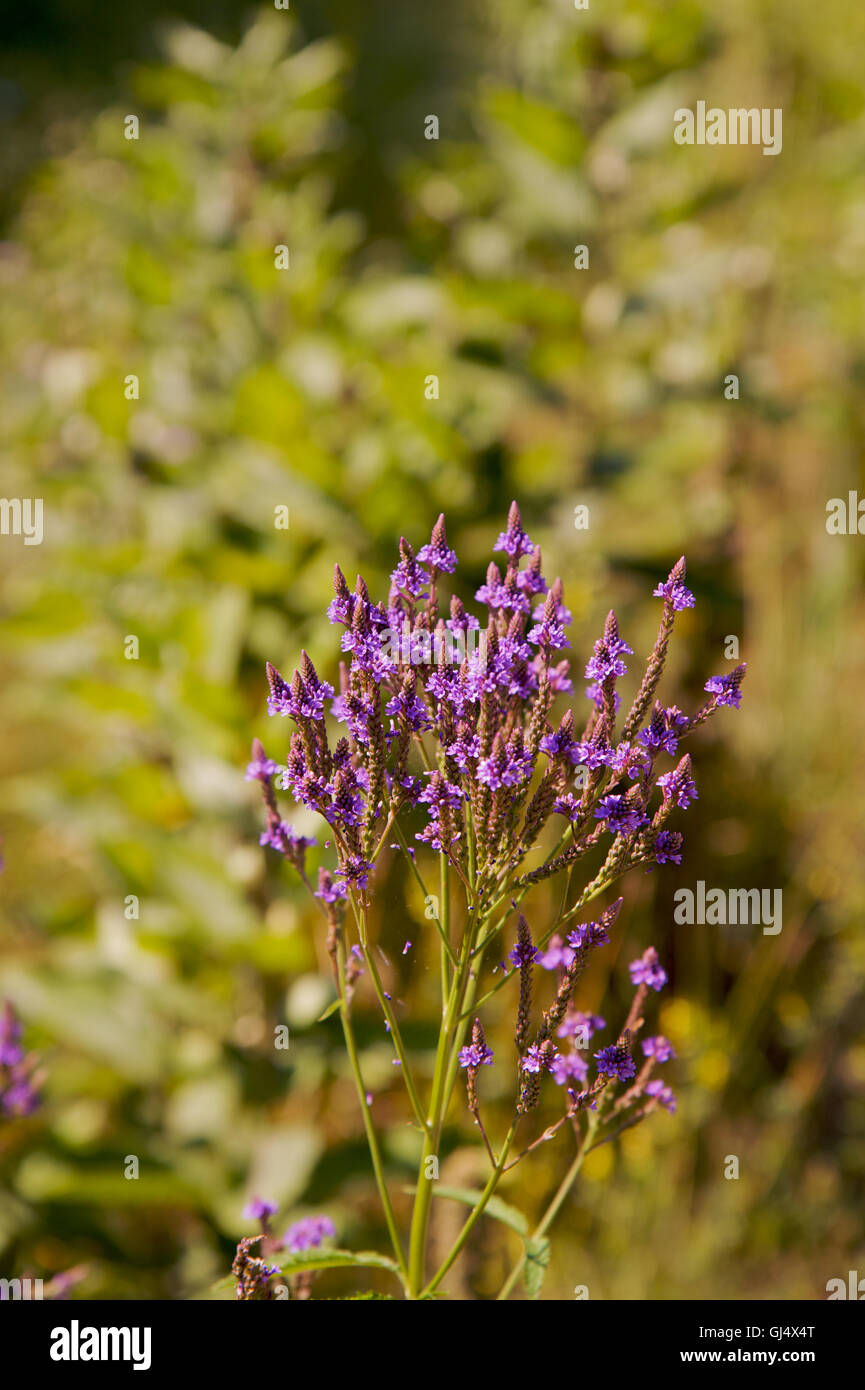 Small Wild purple flowers Stock Photo - Alamy
