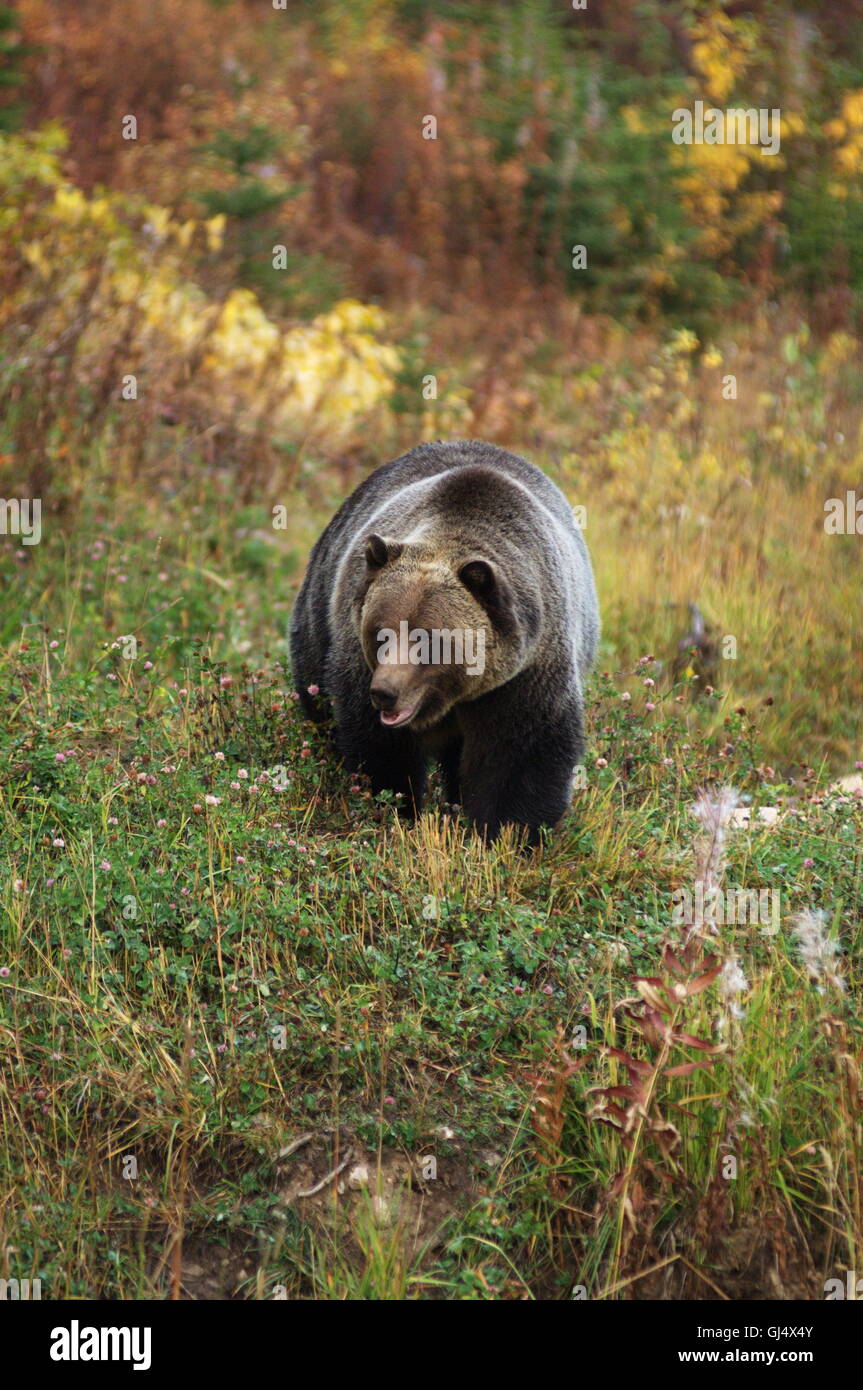Male Grizzly Bear Stock Photo - Alamy