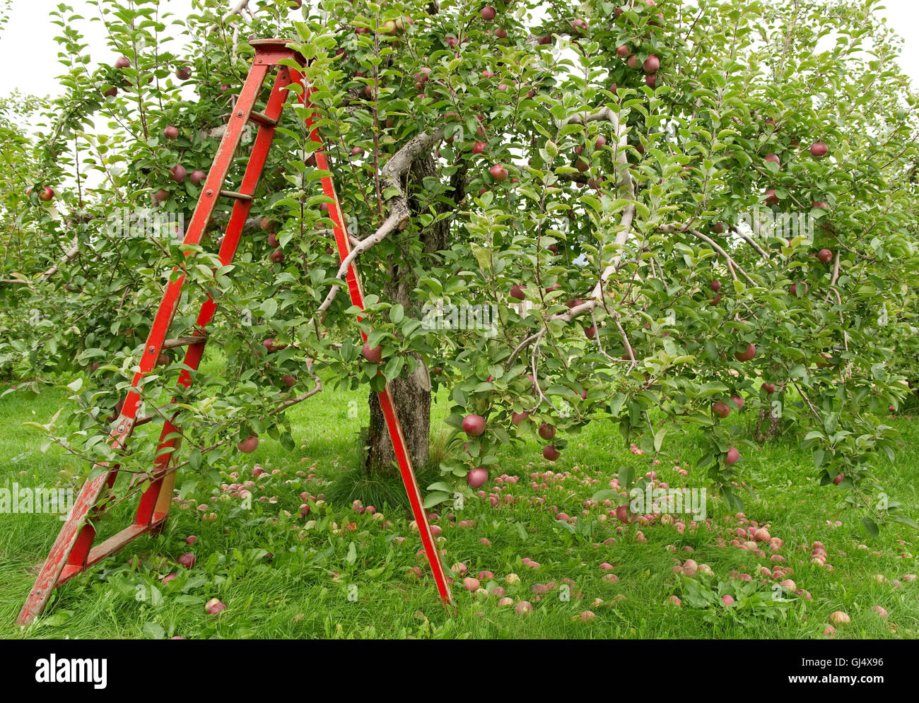 Orchard with ladder to pick up apples Stock Photo - Alamy