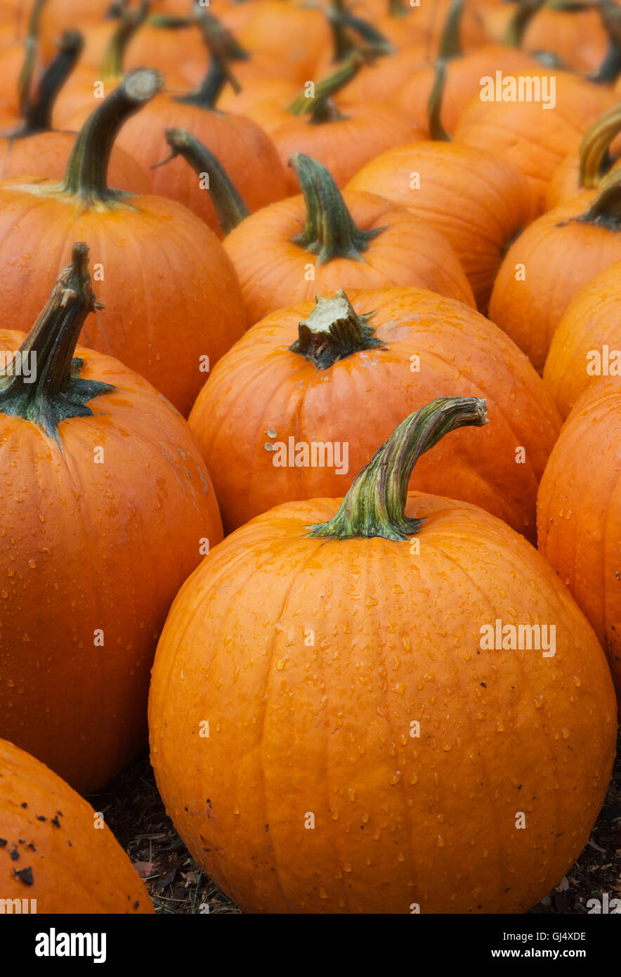 Lots of Pumpkins Stock Photo - Alamy