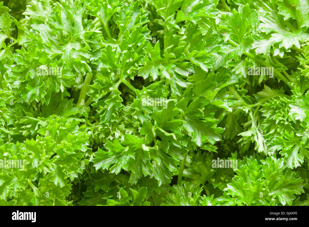 Parsley detail leaves hi-res stock photography and images - Alamy