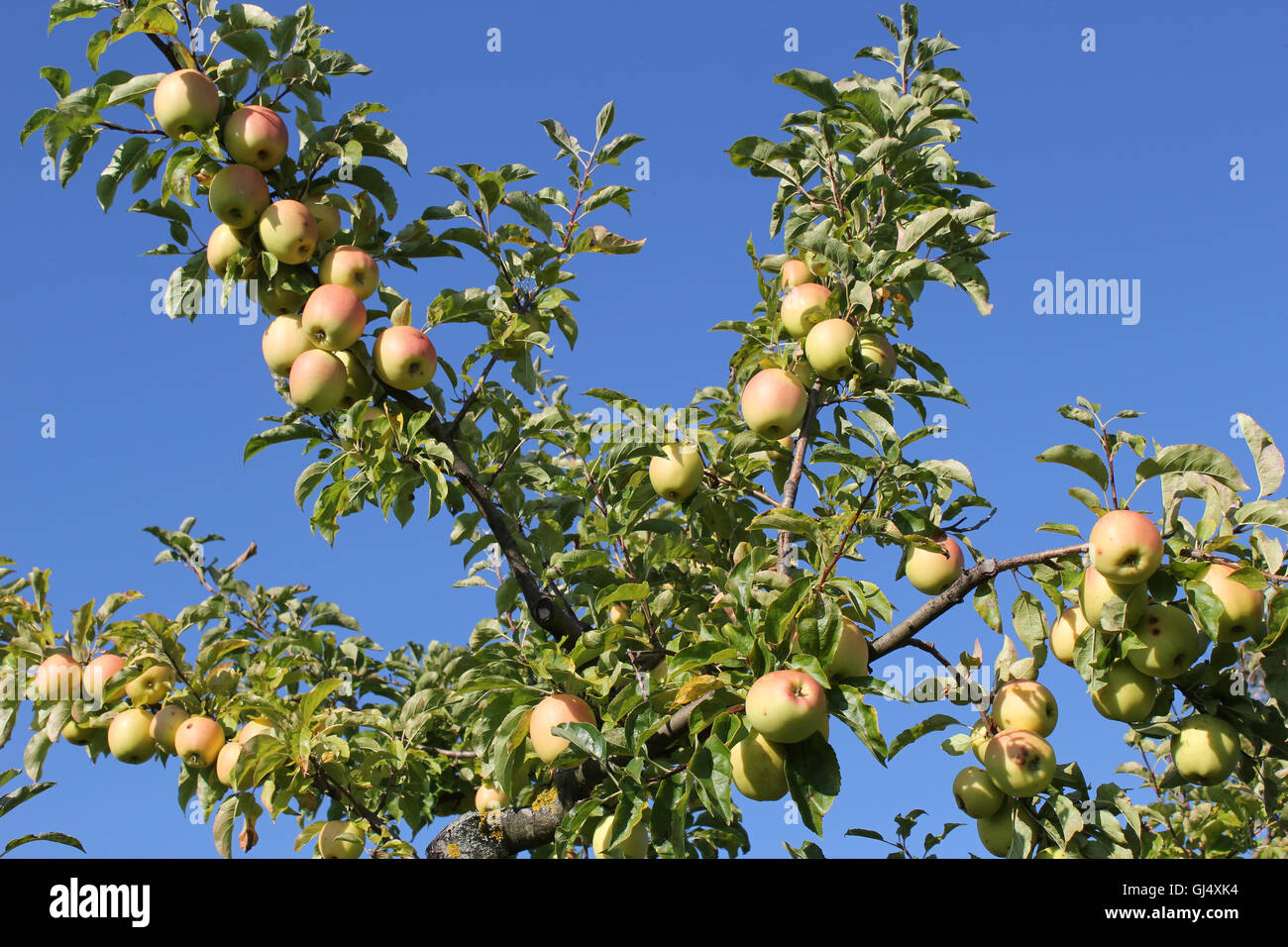 Branches of apple tree Stock Photo - Alamy