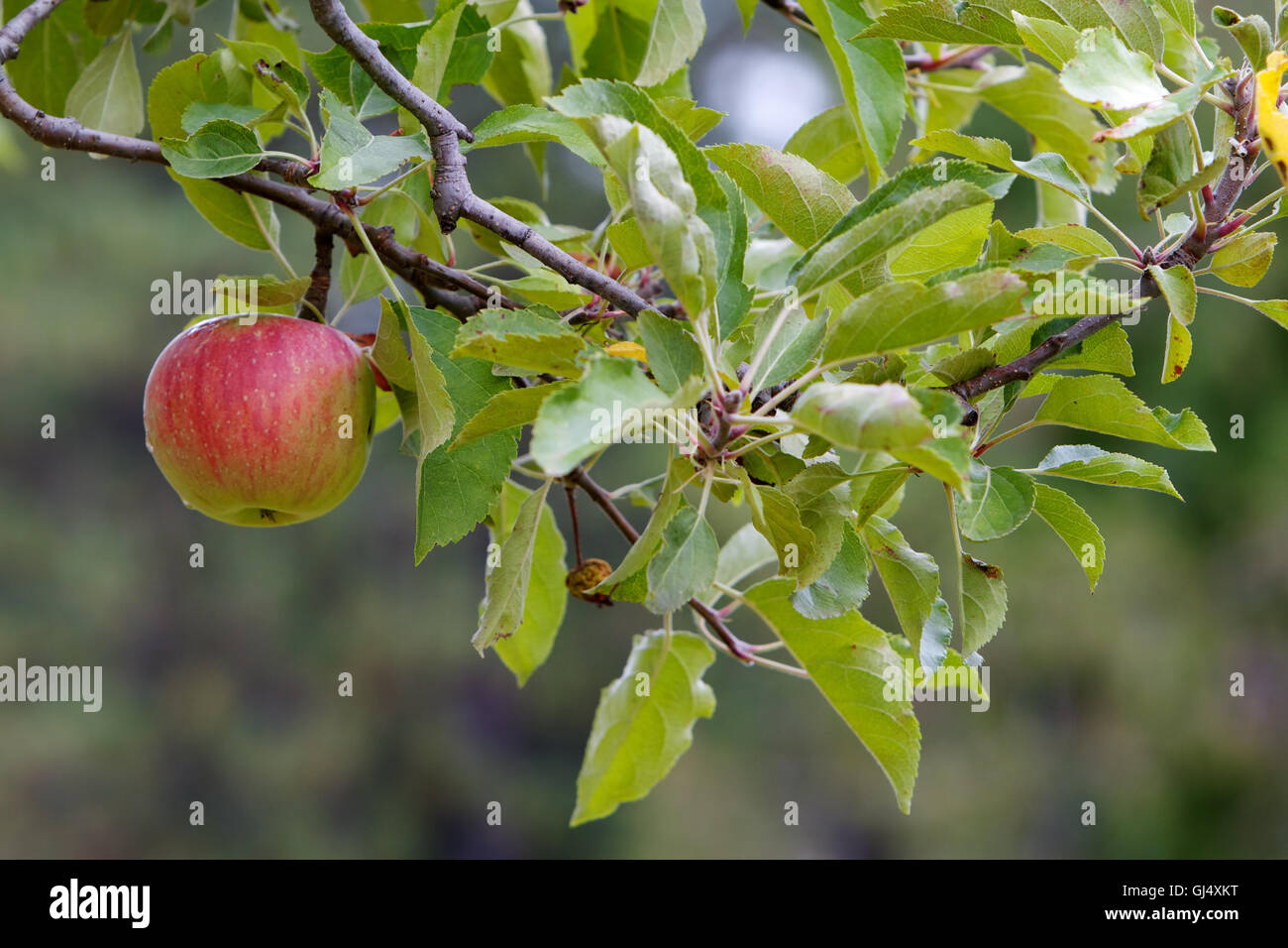 Single Red apple soft focus Stock Photo - Alamy