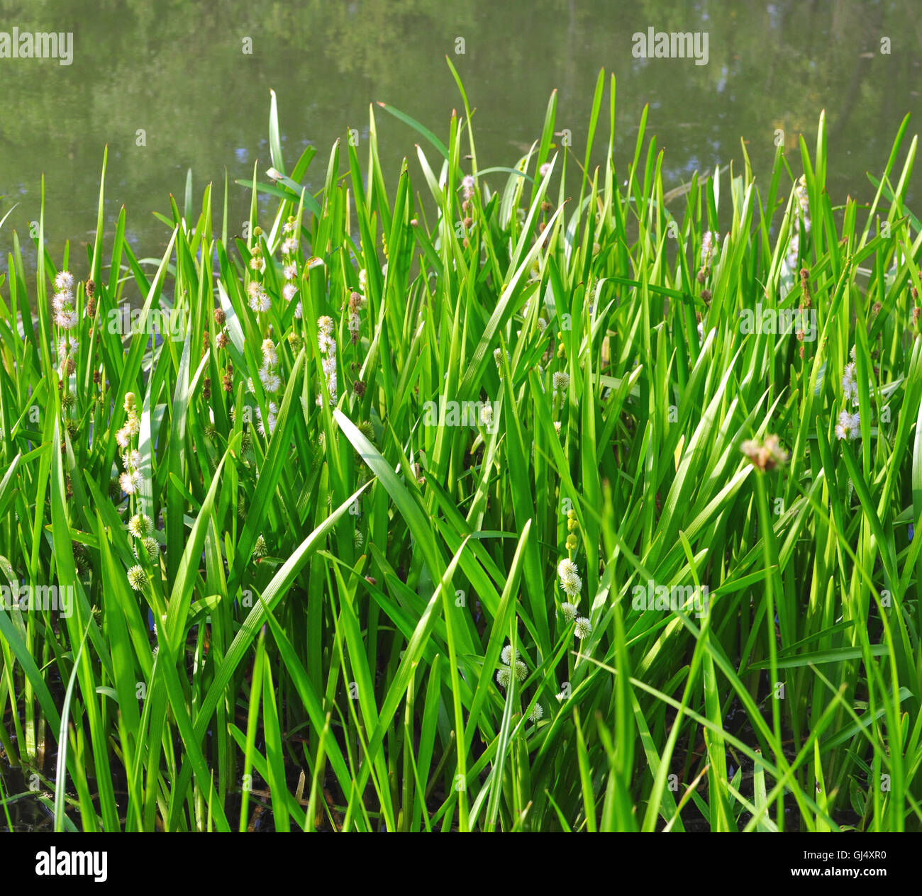 green grass on river bank Stock Photo - Alamy