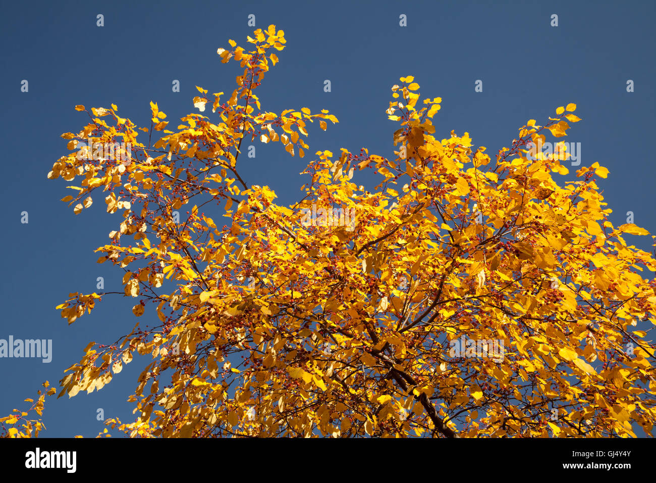 Color burst of autumn foliage Stock Photo - Alamy