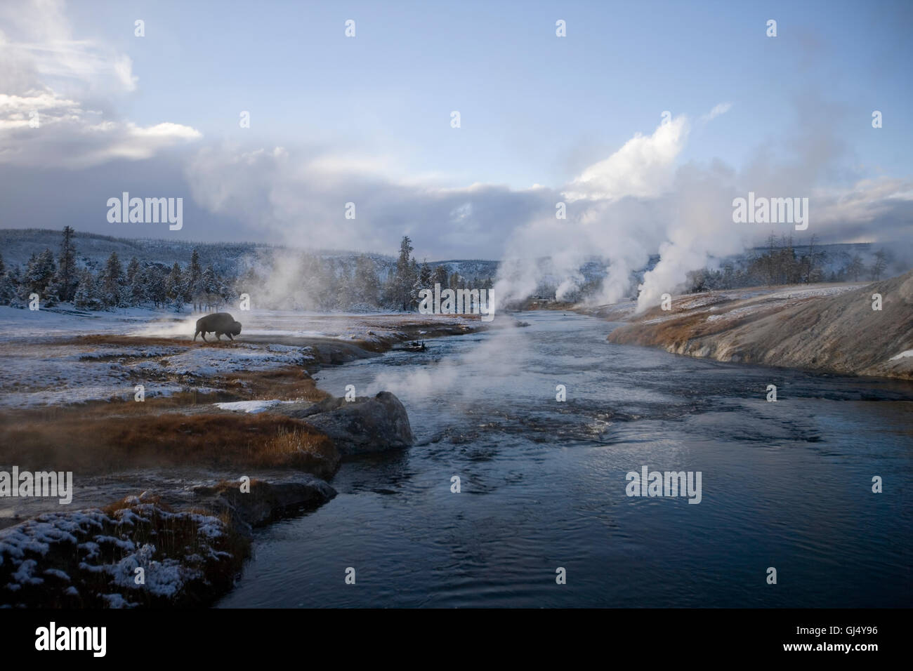 Yellowstone geyser and a Buffalo Stock Photo - Alamy