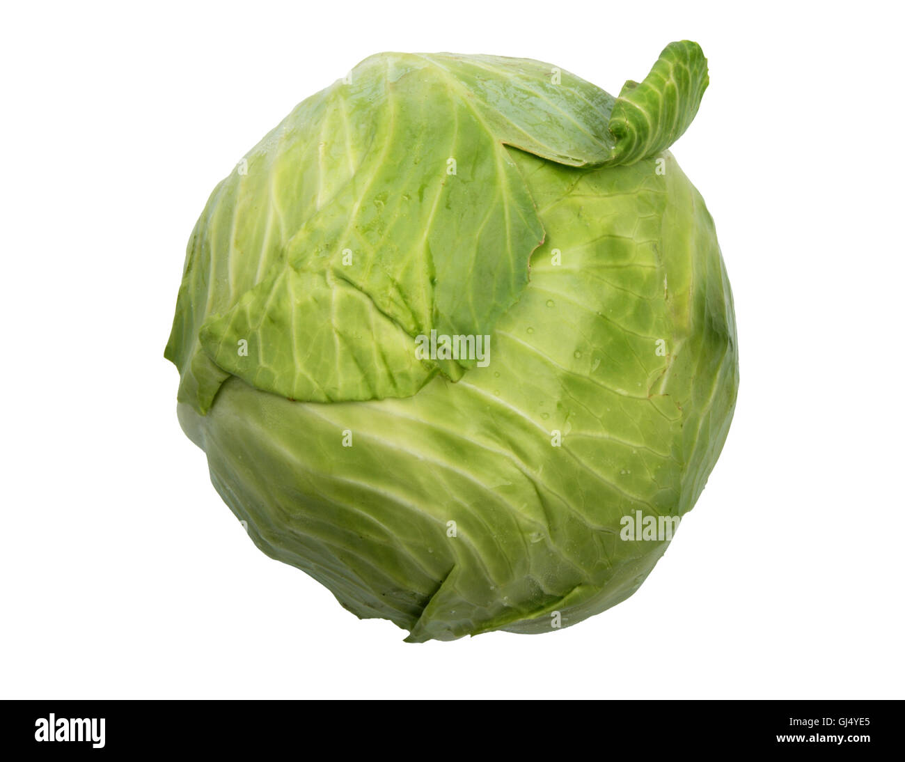 Single green cabbage with dew Stock Photo - Alamy