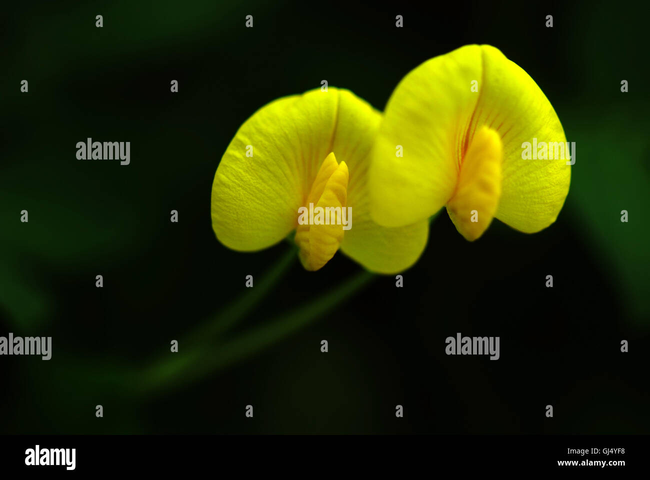 yellow flower - Arachis duranensis Stock Photo - Alamy