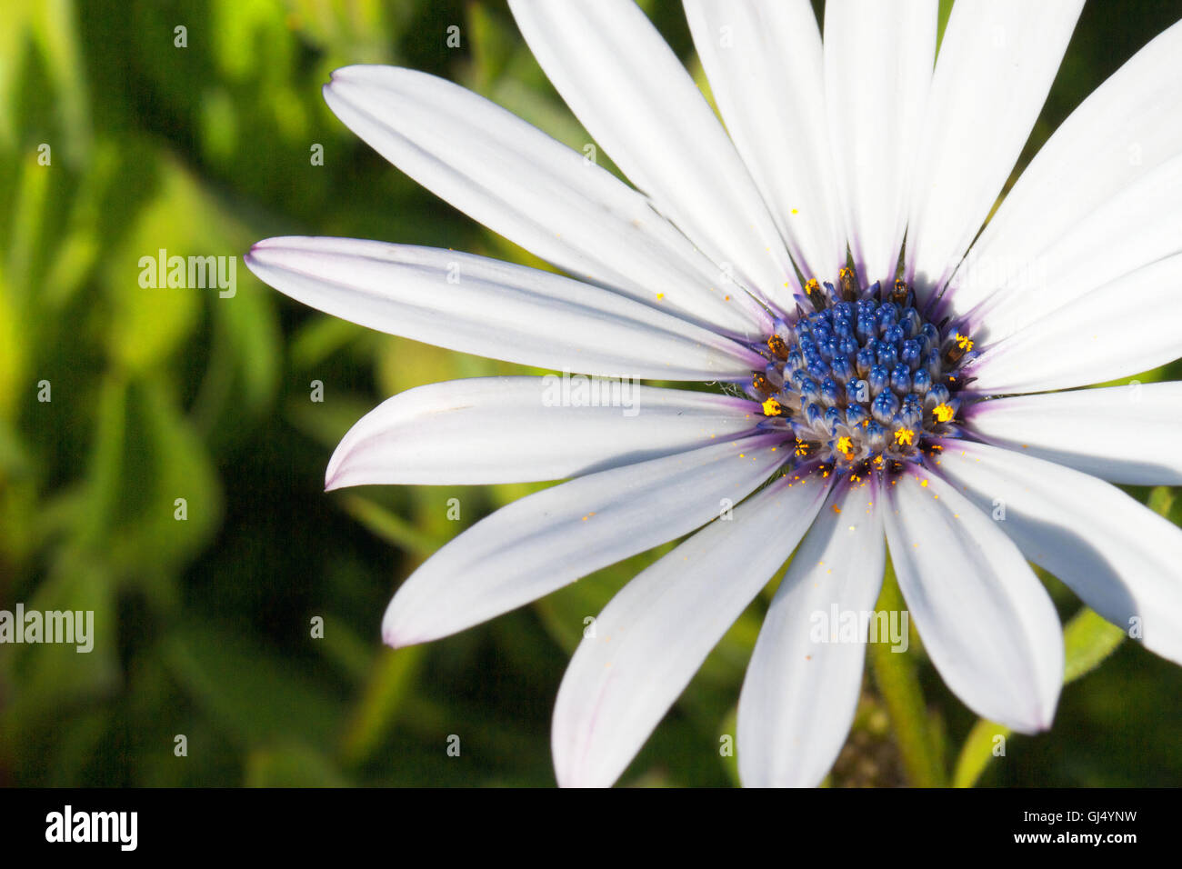 White Daisy blue stamen macro Stock Photo - Alamy