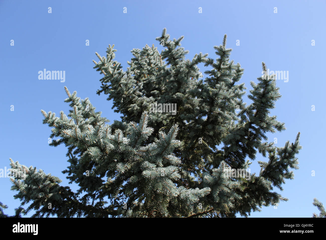 Top of fir tree Stock Photo - Alamy