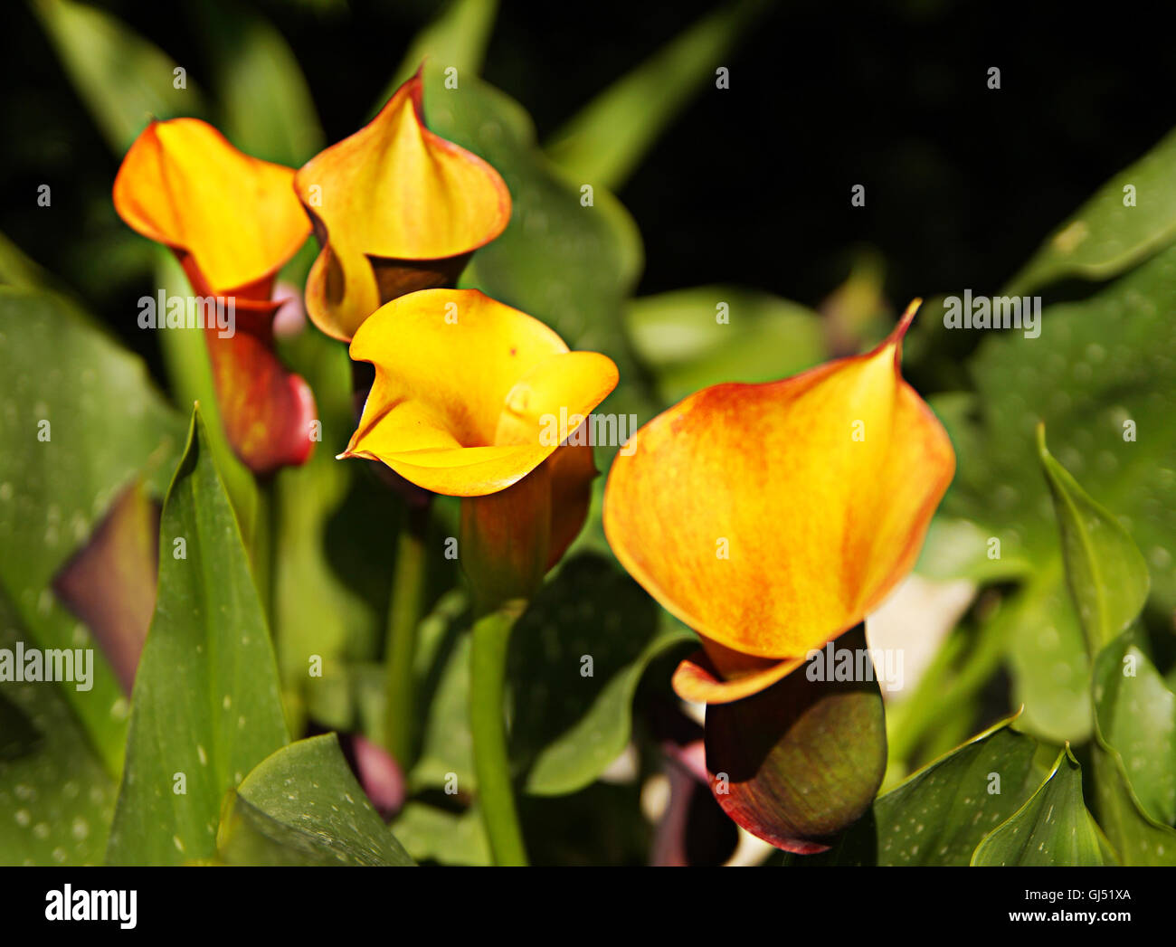 Cala lily bunch hi-res stock photography and images - Alamy