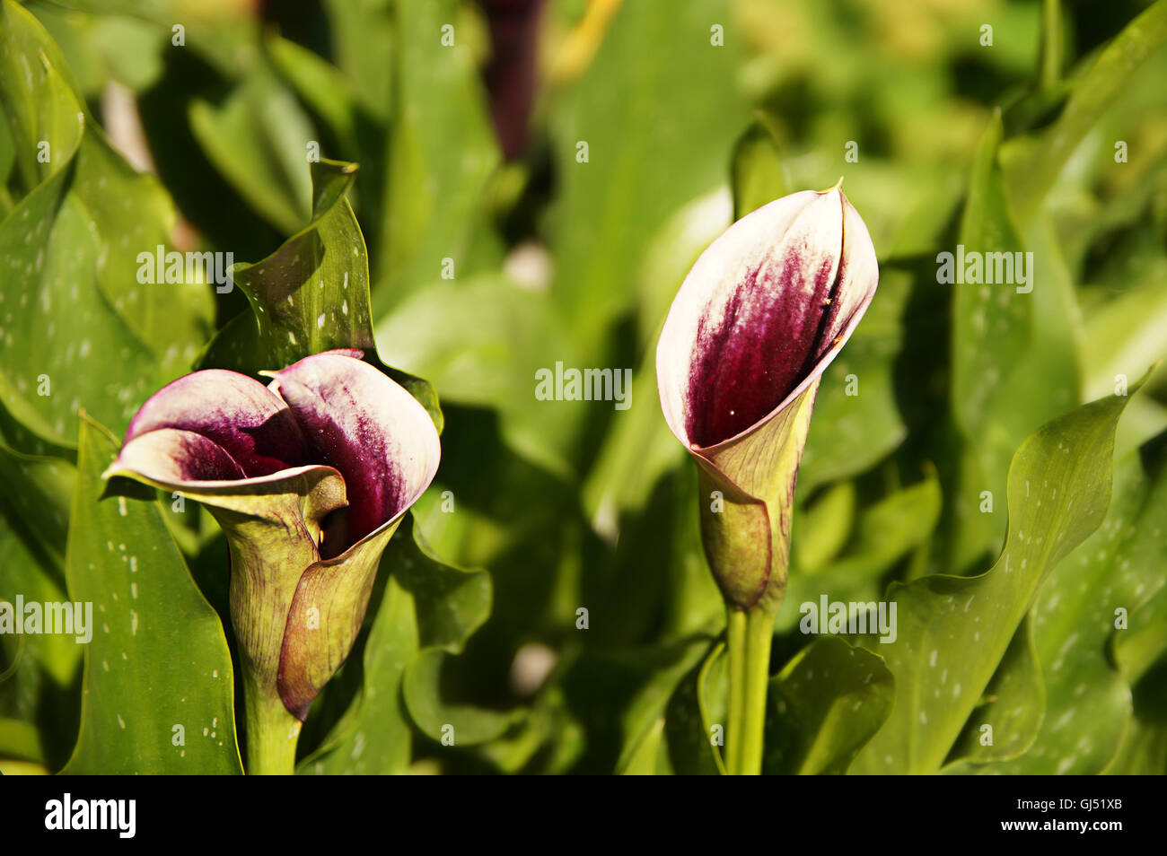 Calla group hi-res stock photography and images - Alamy