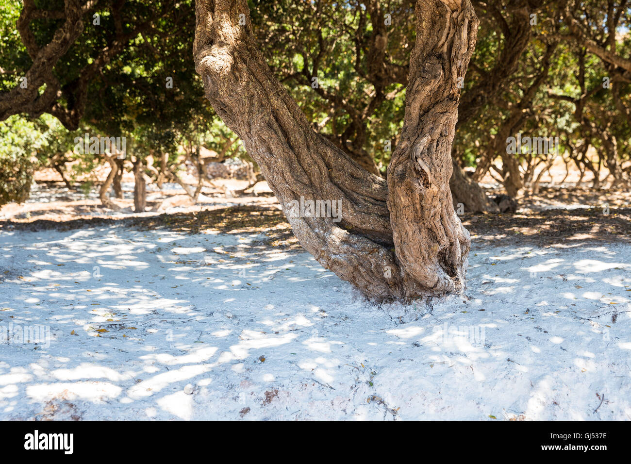 Mastic tree hi-res stock photography and images - Alamy