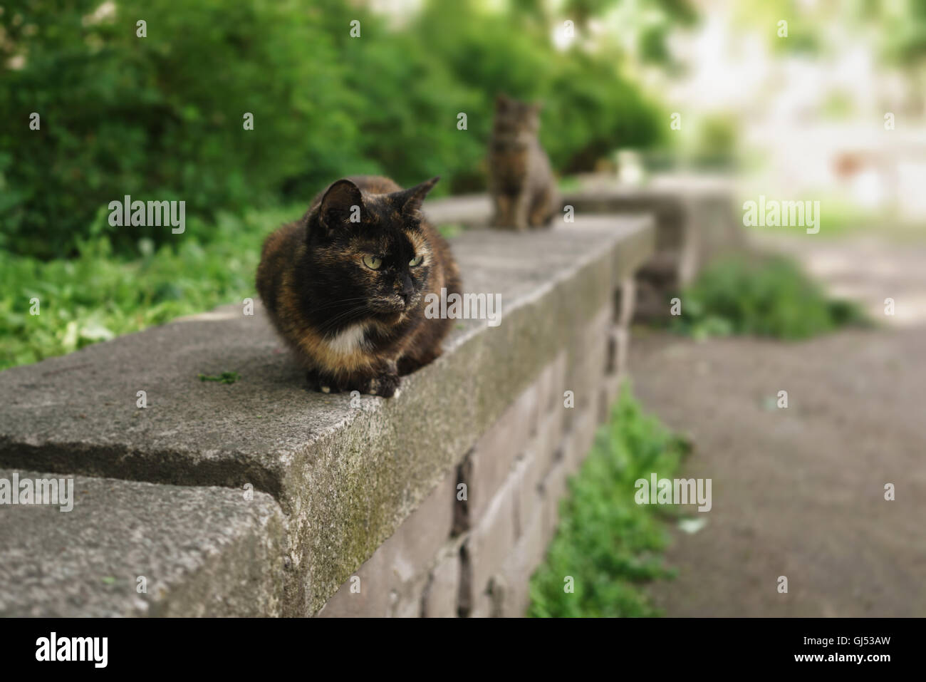Homeless cats hi-res stock photography and images - Alamy