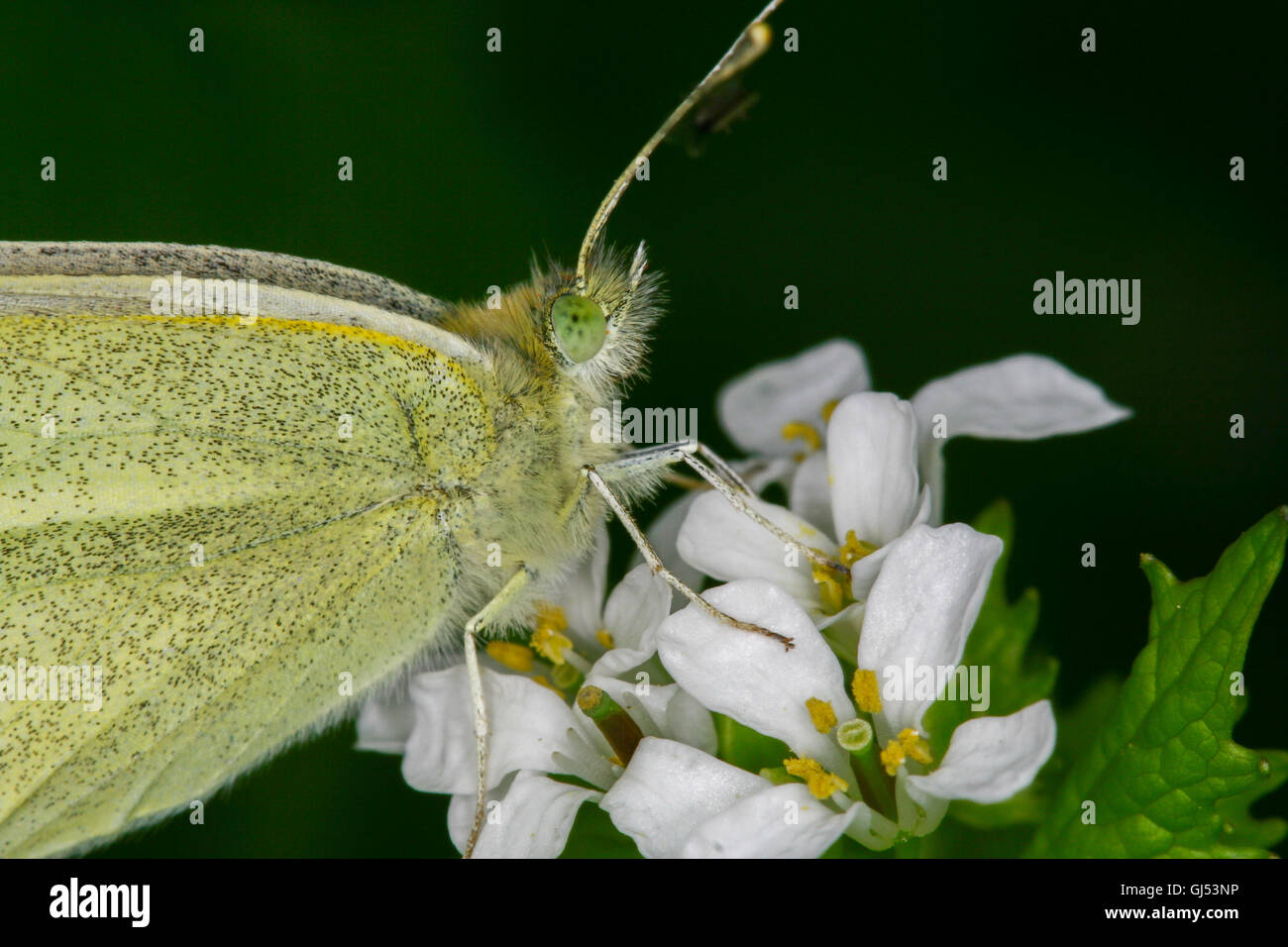 Cabbage white hi-res stock photography and images - Alamy
