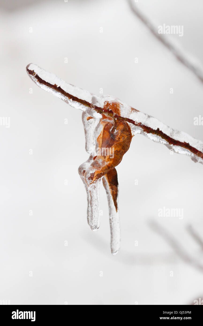 A frozen leaf encased in ice Stock Photo - Alamy