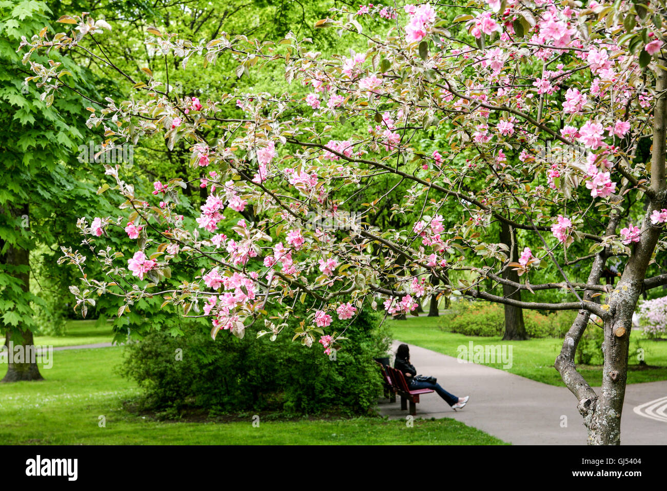 Local in Kronvalda Garden / Park in the centre of Riga, the capital of ...