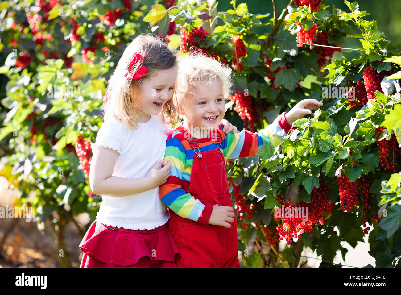 Little girl and boy picking fresh ripe berry from red currant bush in ...