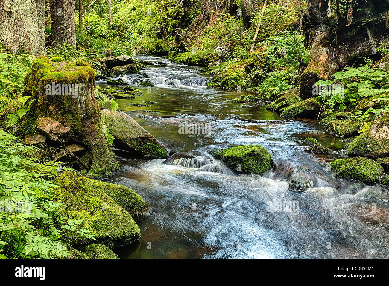 Primeval forest habitat hi-res stock photography and images - Alamy