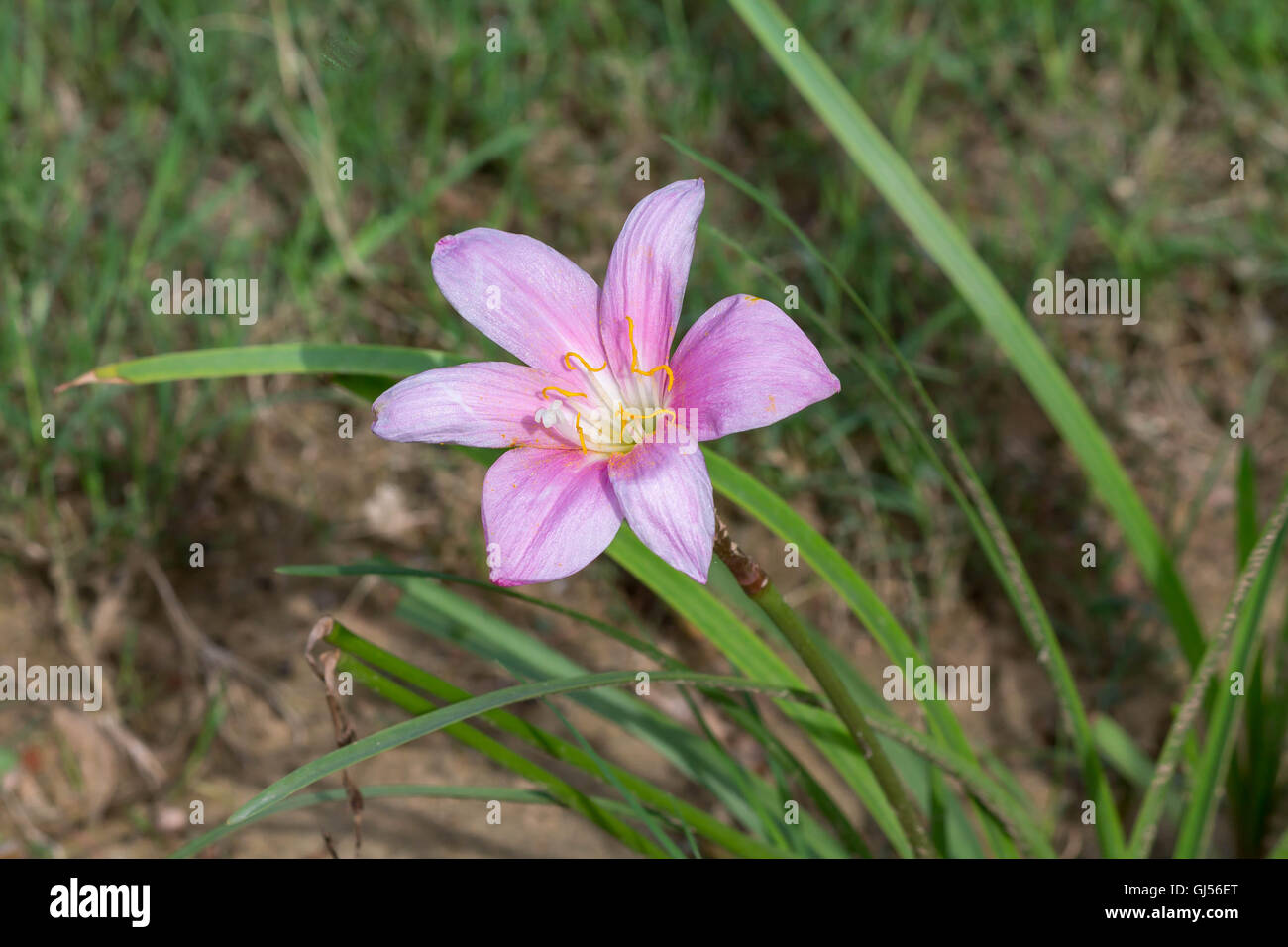 Day lily Flower In The lawn Stock Photo - Alamy