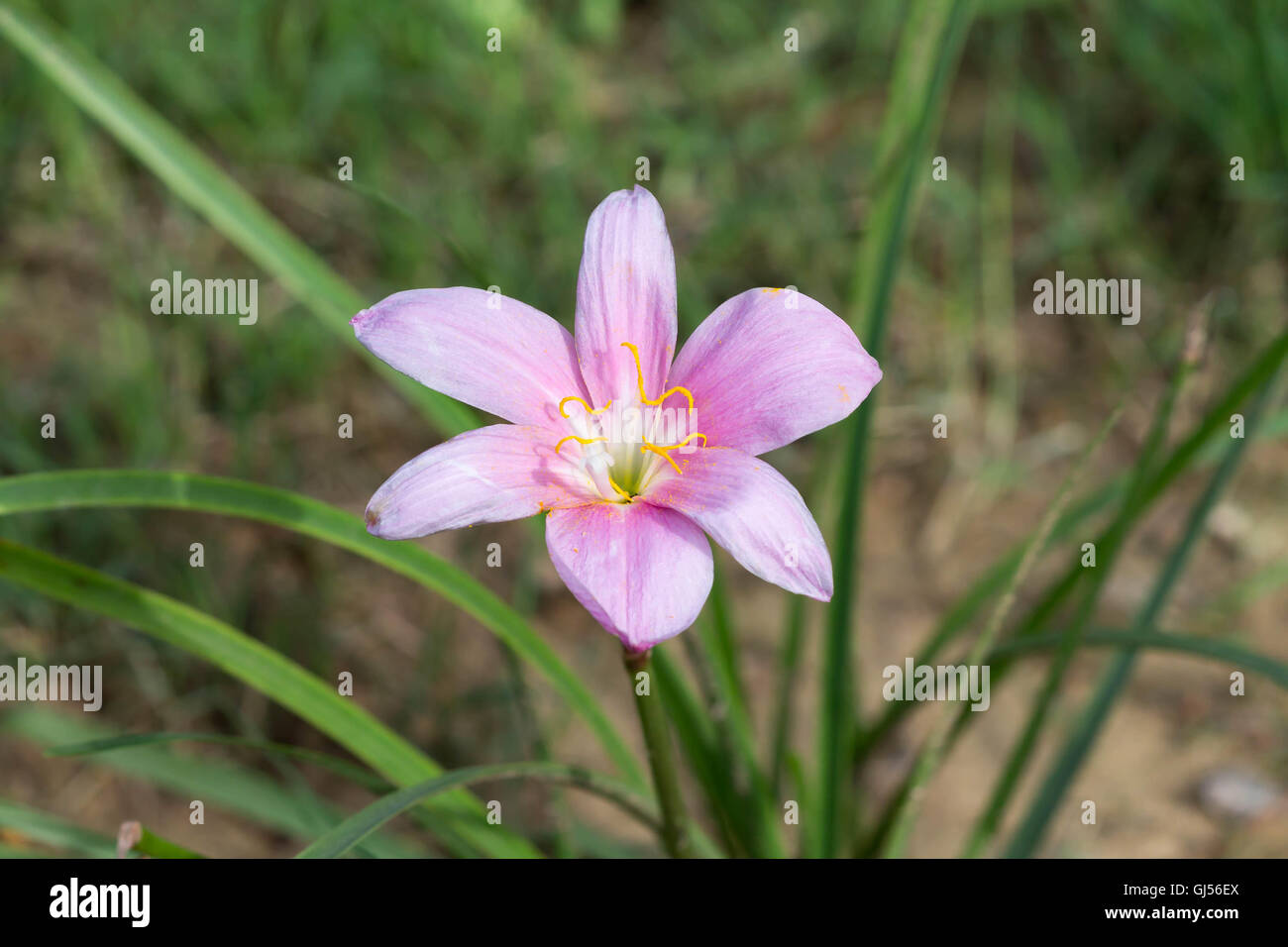 Bicolor daylily hi-res stock photography and images - Alamy