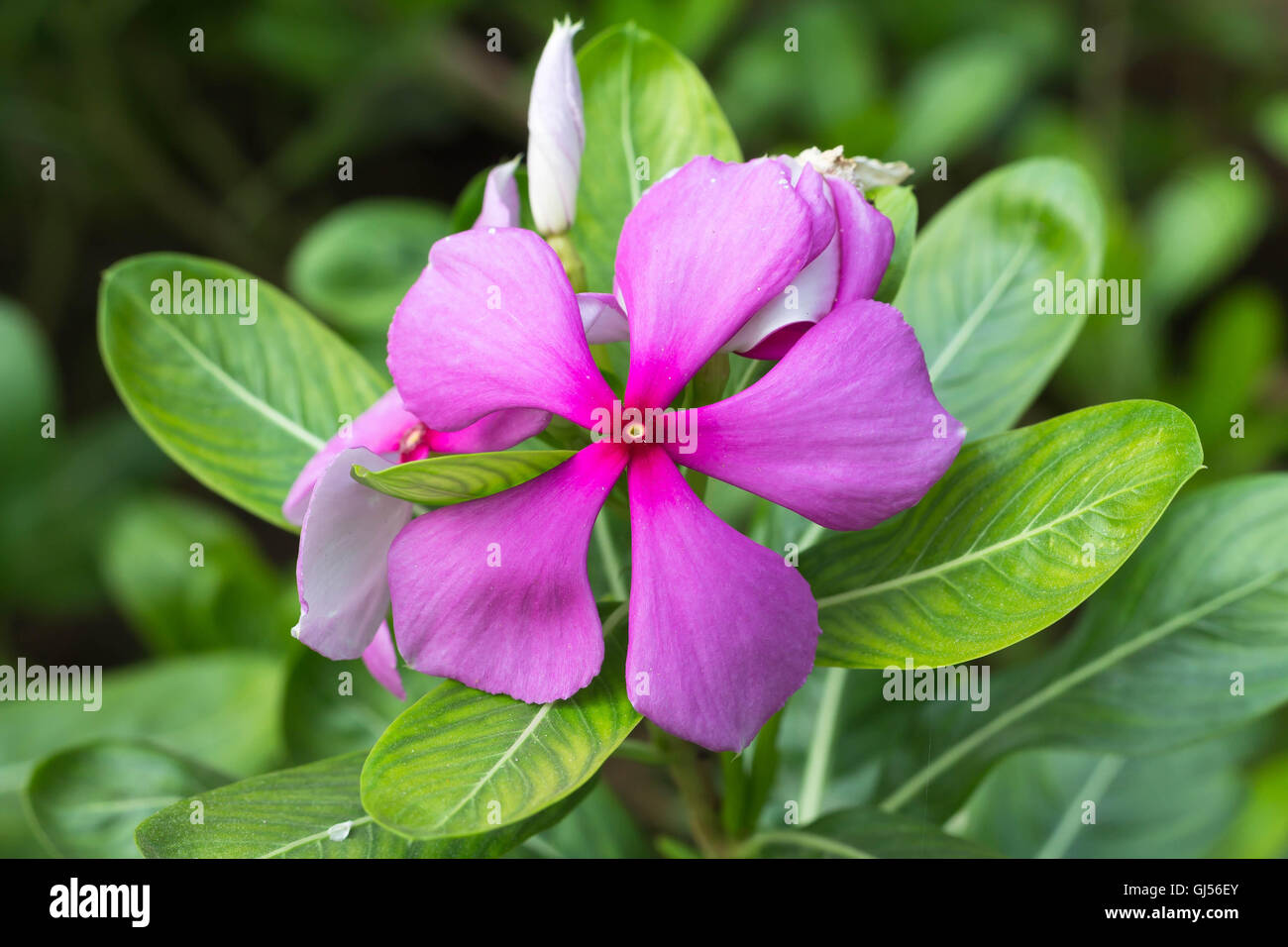 Periwinkle flower hi-res stock photography and images - Alamy