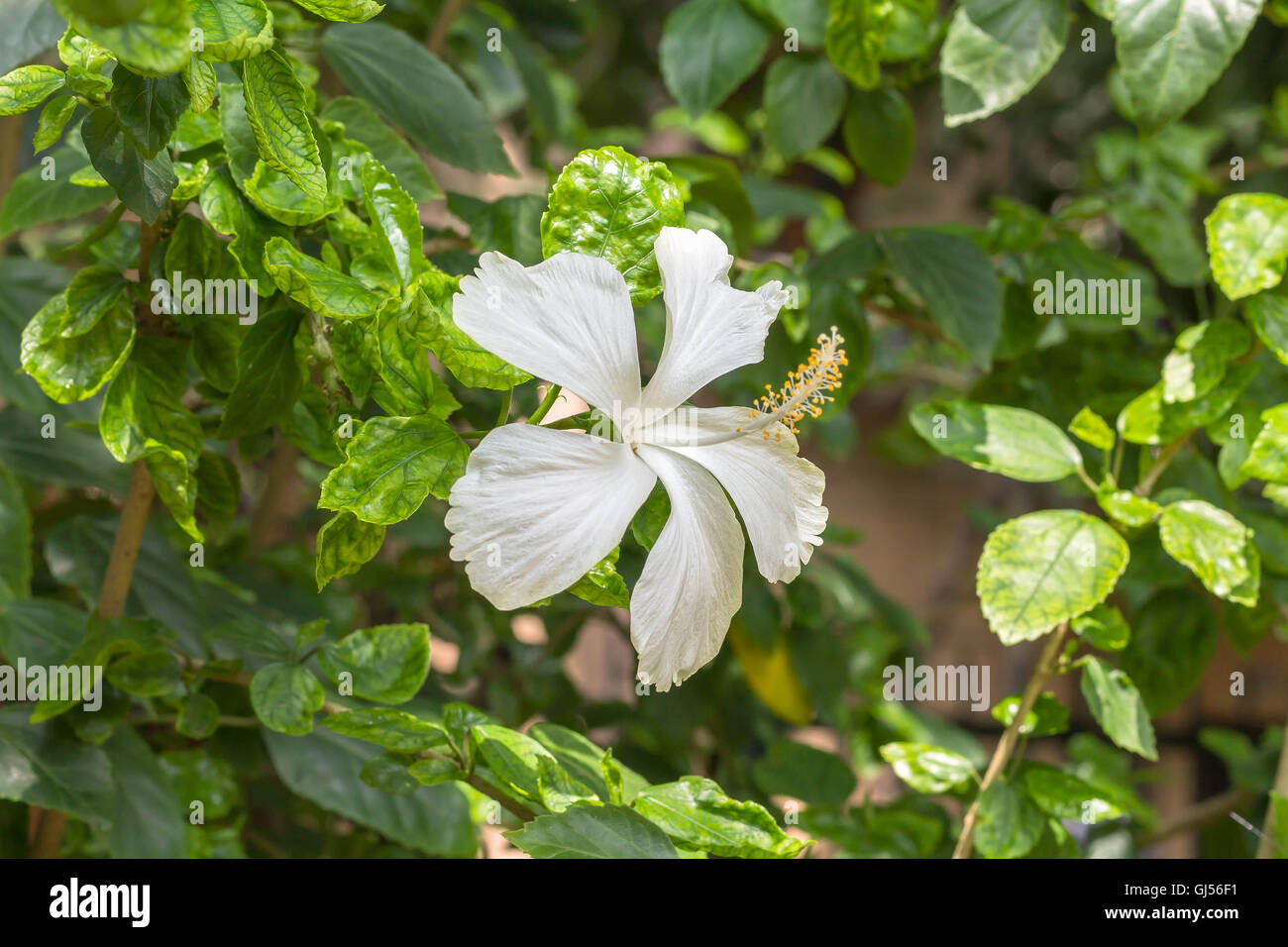 White Hibiscus Flower In The Garden Stock Photo - Alamy