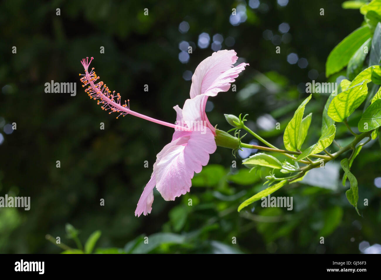 Hibiscus Flower In The Facing Sun Stock Photo - Alamy