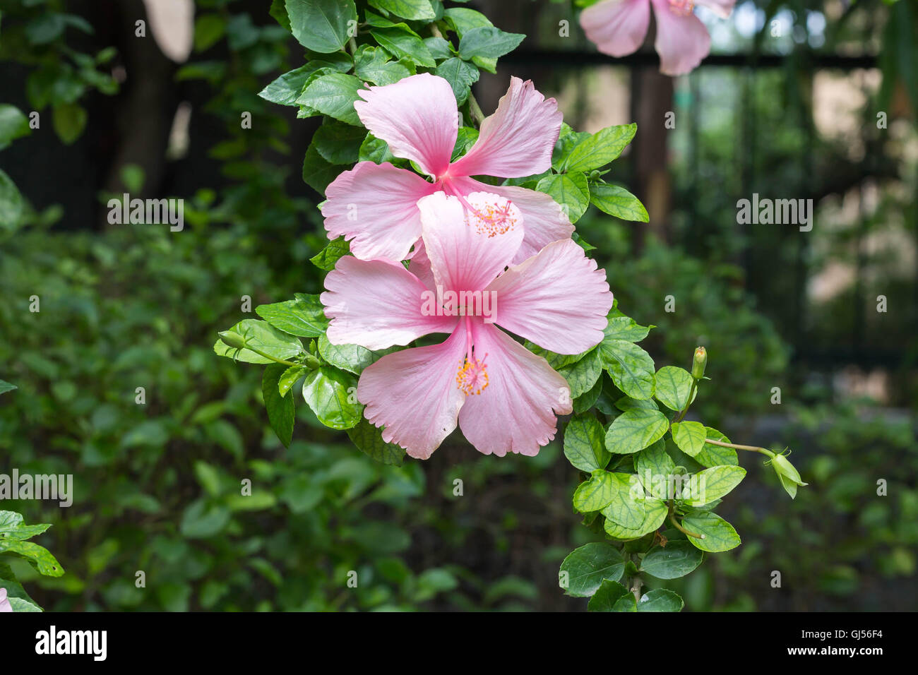 Hibiscus Flower In The Garden Stock Photo - Alamy