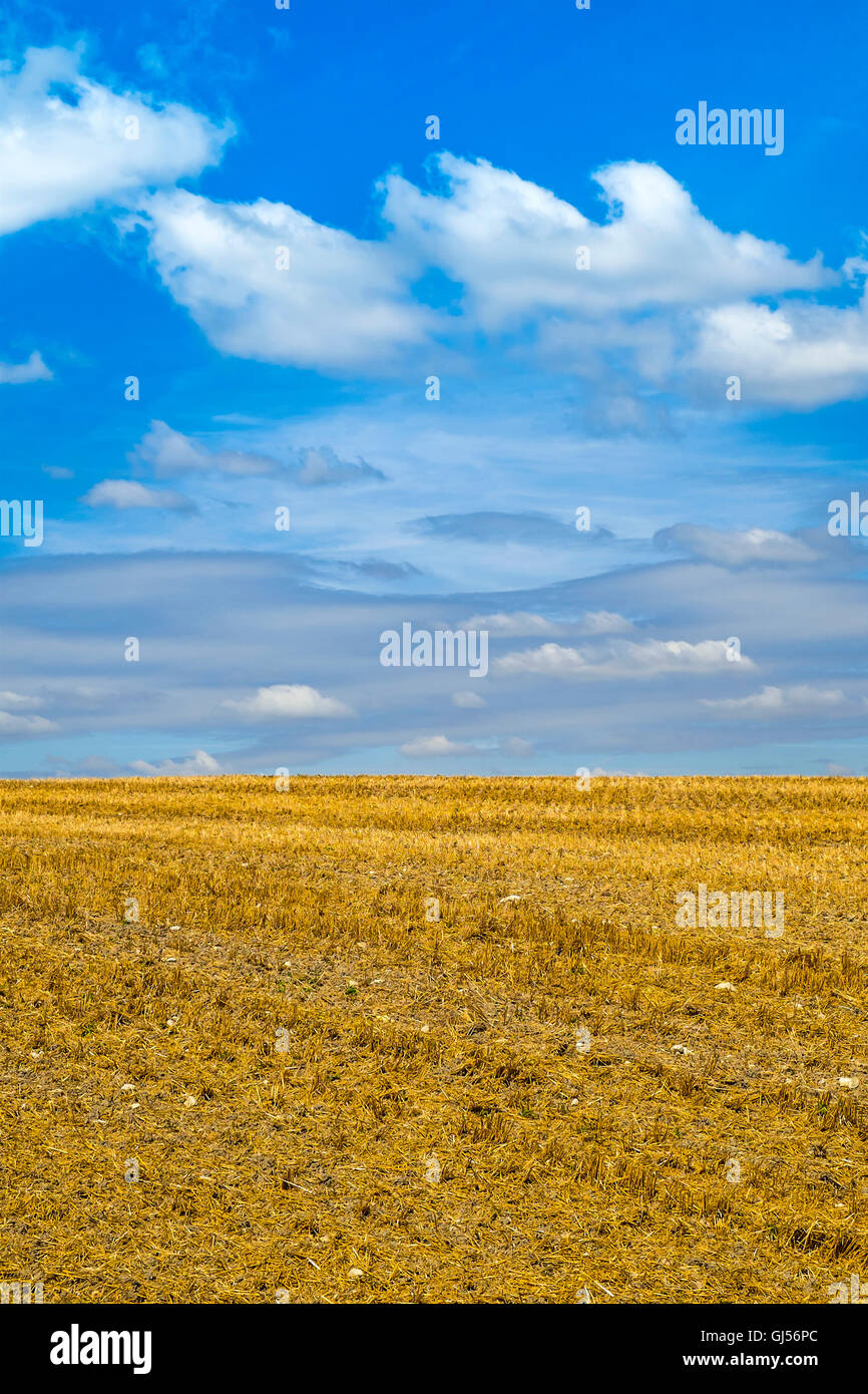 Wheat stubble in field - France Stock Photo - Alamy