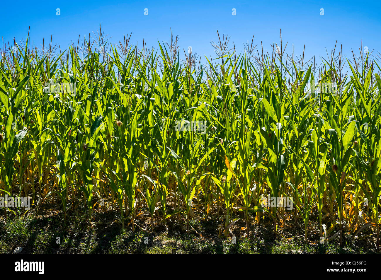 Sunlight streaming through Maize / Sweet Corn leaves - France Stock ...