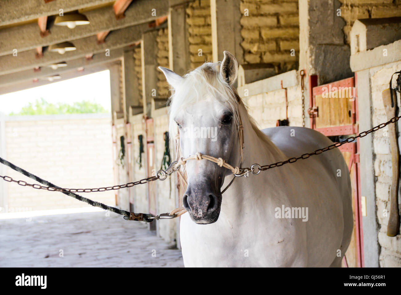 Photograph of a white horse in a stable Stock Photo - Alamy