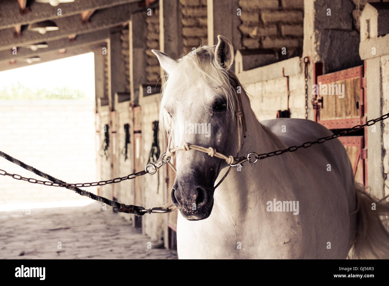 Photograph of a white horse in a stable Stock Photo - Alamy