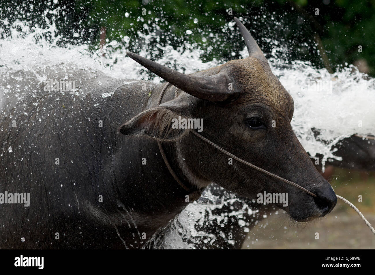 closeup of the head of water buffalo Stock Photo - Alamy