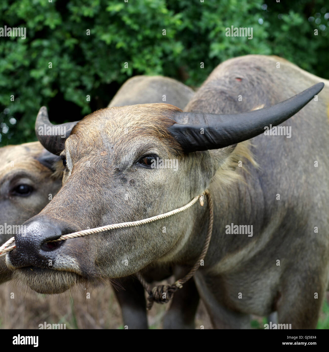closeup of the head of water buffalo Stock Photo - Alamy